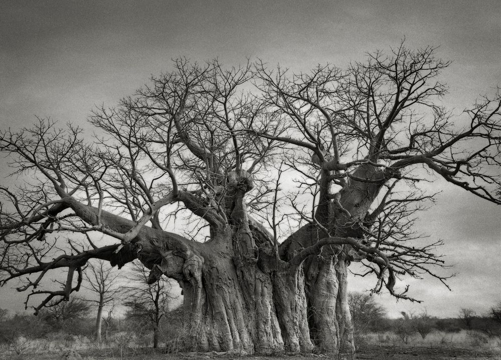 Portraits of Time: Ancient Trees - Photographs and text by Beth Moon ...