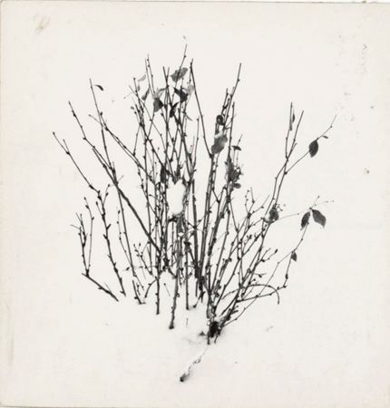 Harry Callahan: The Photographer at Work - Photographs by Harry ...