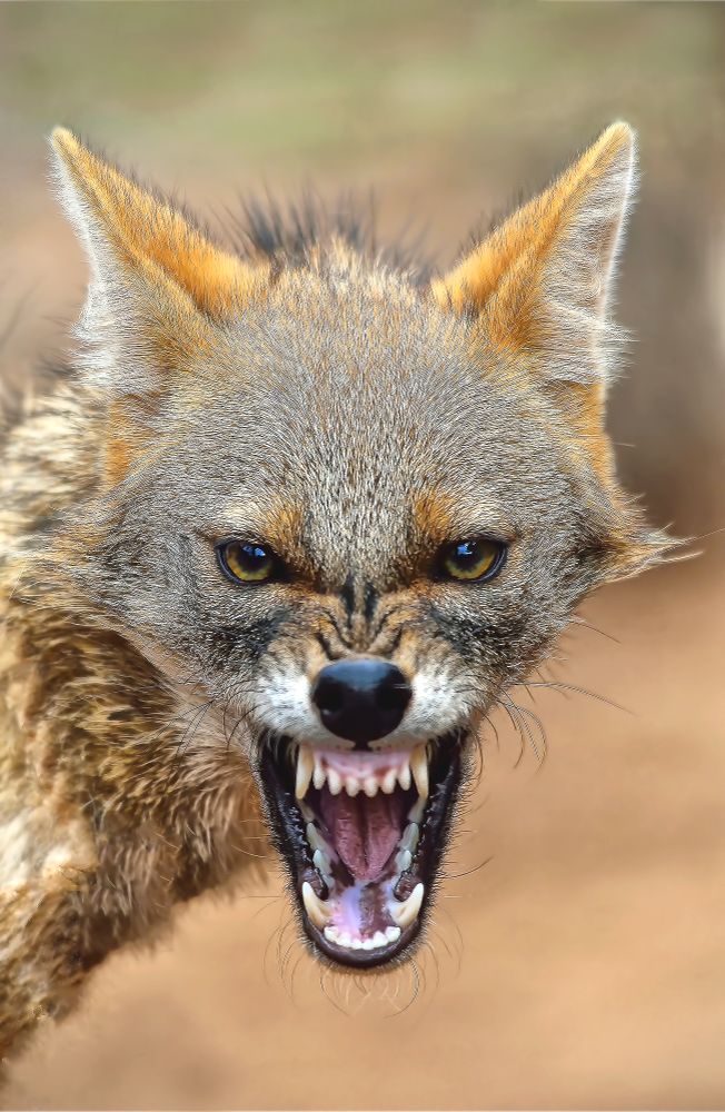 Hitesh Patel - Furious Jackal | LensCulture