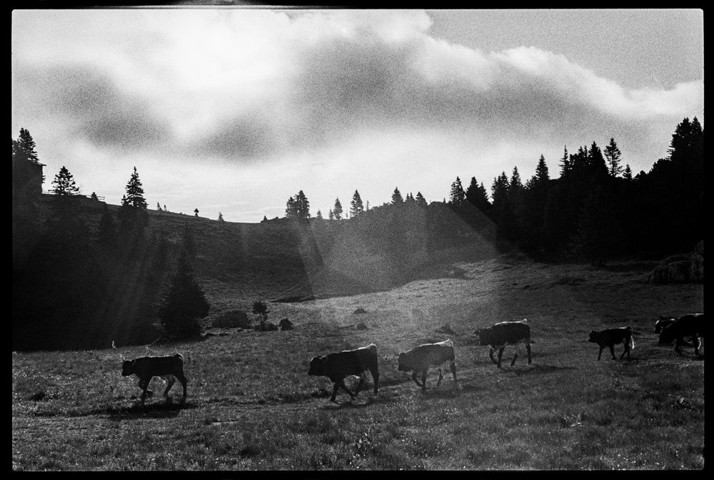 Slovenia’s Plateau Pasture Shepherds - Photographs and text by Jost ...
